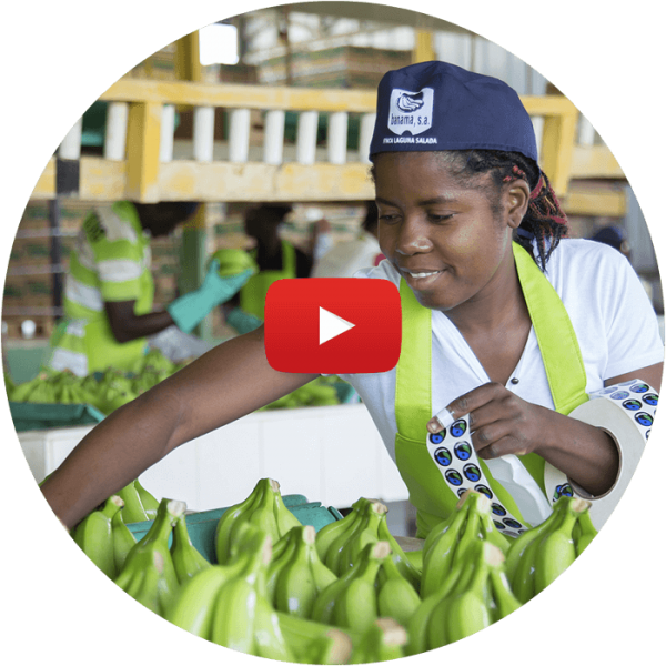 The Banana Supply Chain | Discover more about our banana supply chain!
