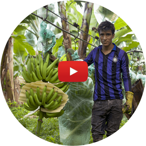 The Banana Supply Chain | Discover more about our banana supply chain!