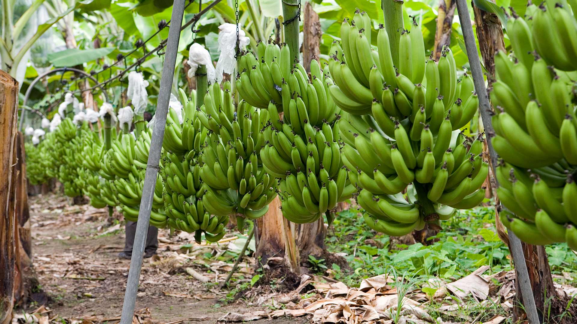 Fairtrade Bananas | Producer and importer of 'Fairtrade & Bio-Organic ...