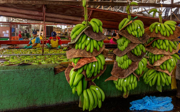 Producing & importing sustainable Fairtrade bananas and puree