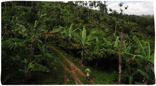 AgroFair - Importer & distributor of fairtrade and organic tropical ...